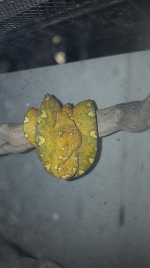 Male Green Tree Green Tree Python by Spyder Ball Morphs