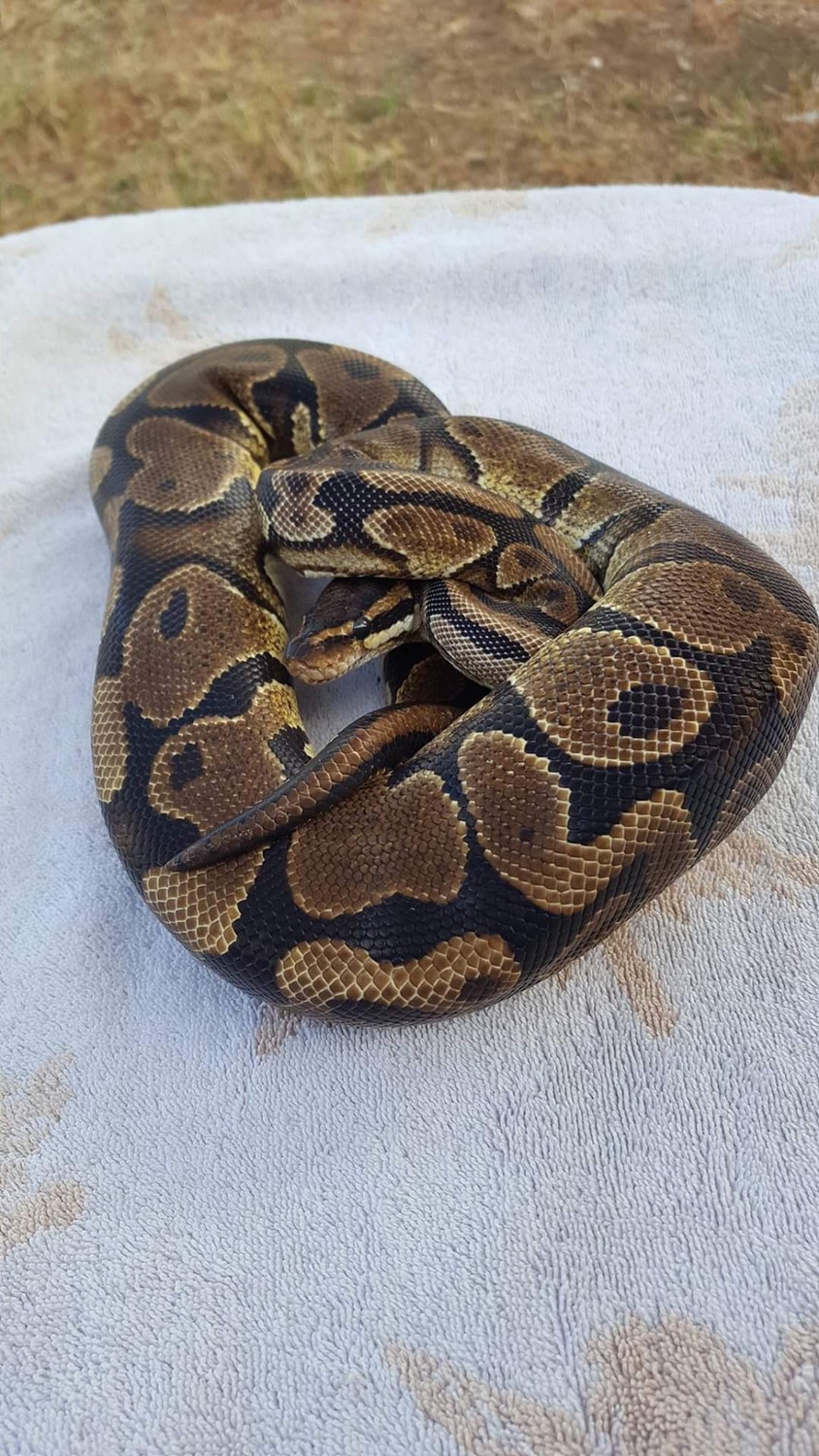 Yellowbelly Ball Python by Spyder Ball Morphs - MorphMarket