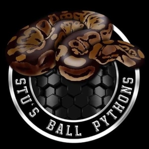 Stu's-ball-pythons - MorphMarket