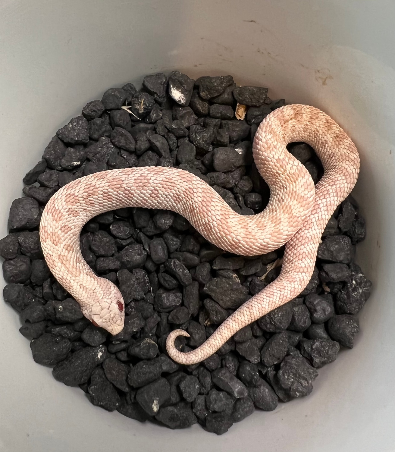 Snow Western Hognose by Stu’s Herps - MorphMarket