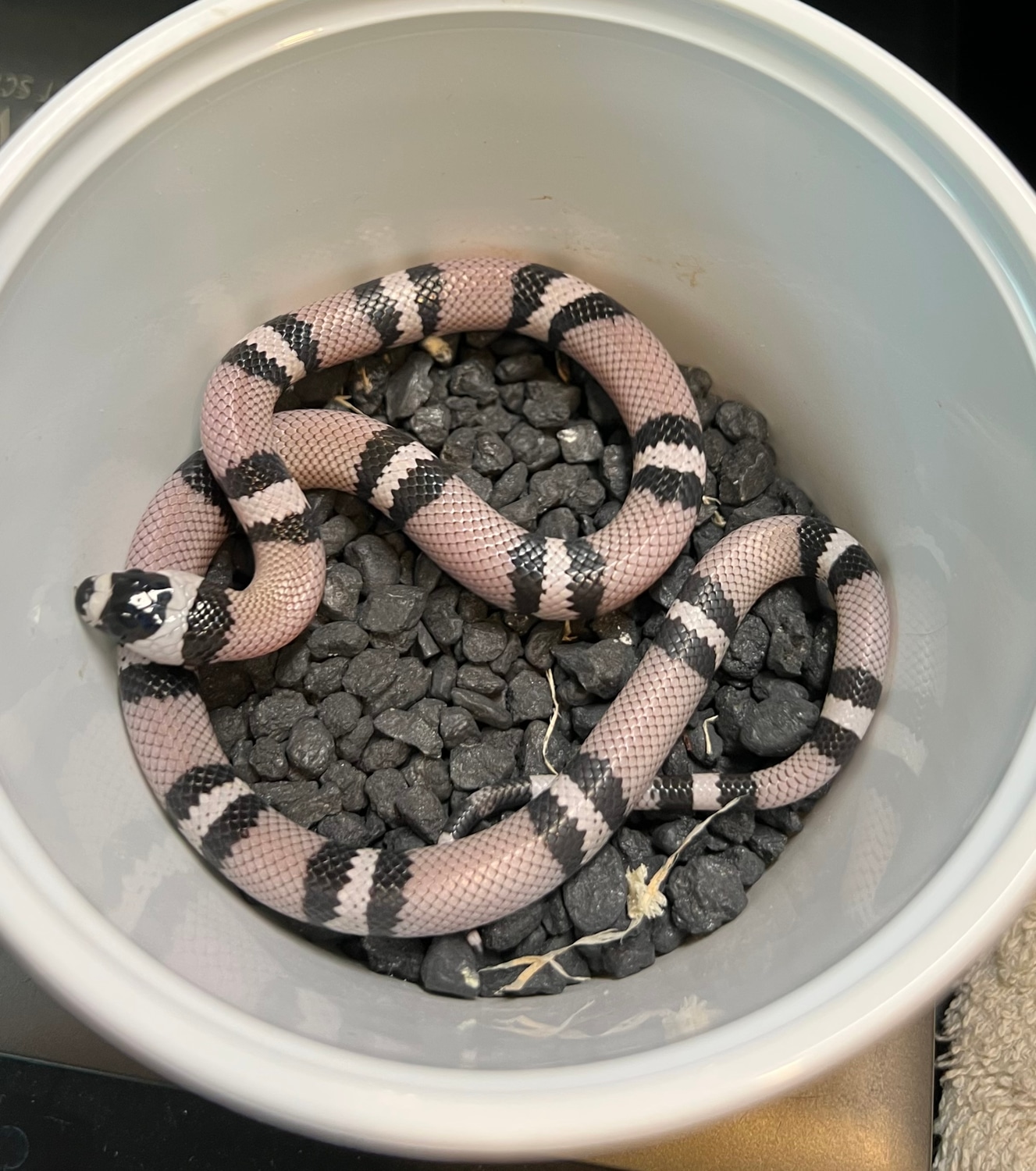 Anery Honduran Milk Snake by Stu’s Herps - MorphMarket