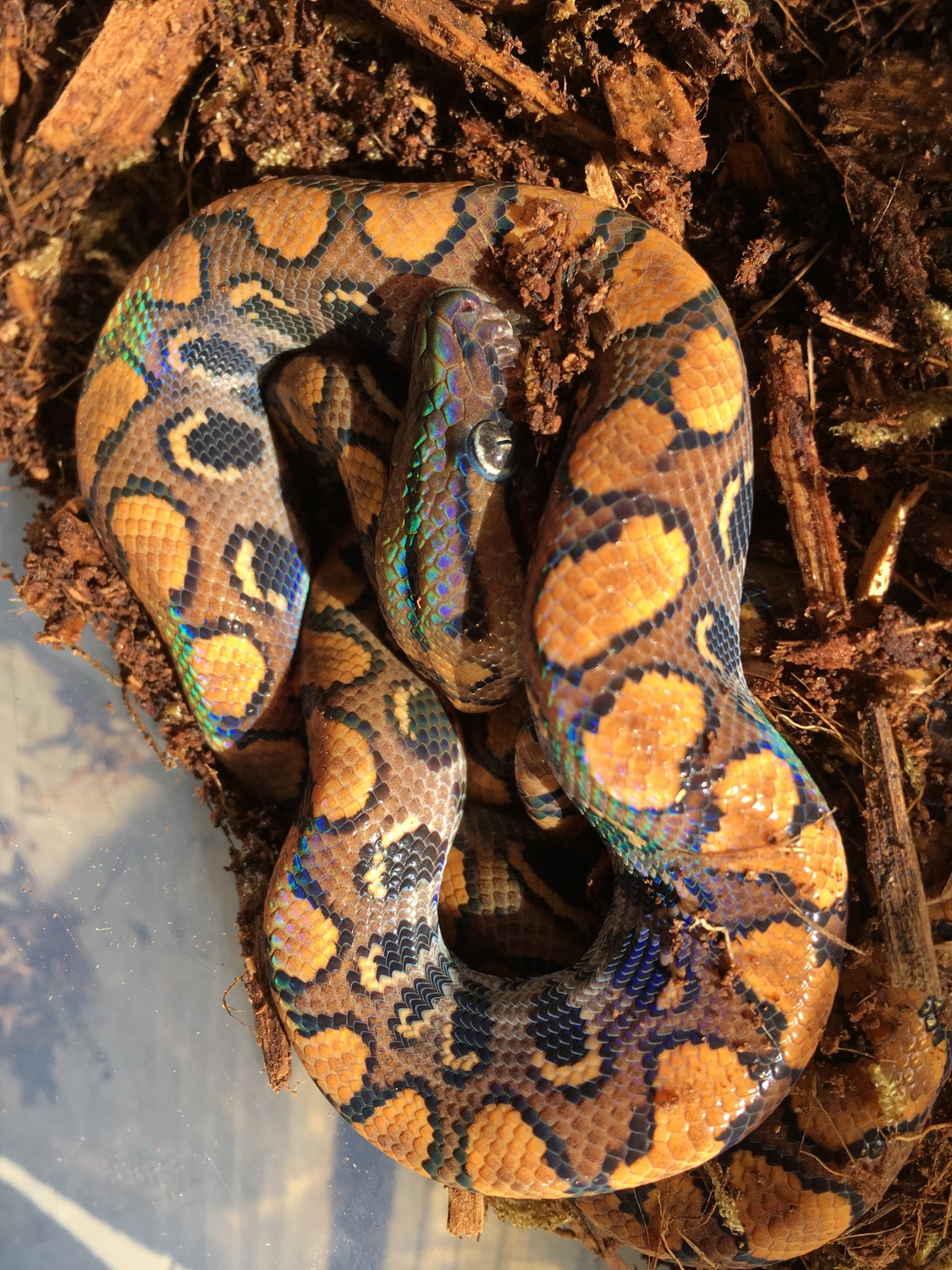 Brazilian Rainbow Boa by Stutter Bug's Oddities - MorphMarket