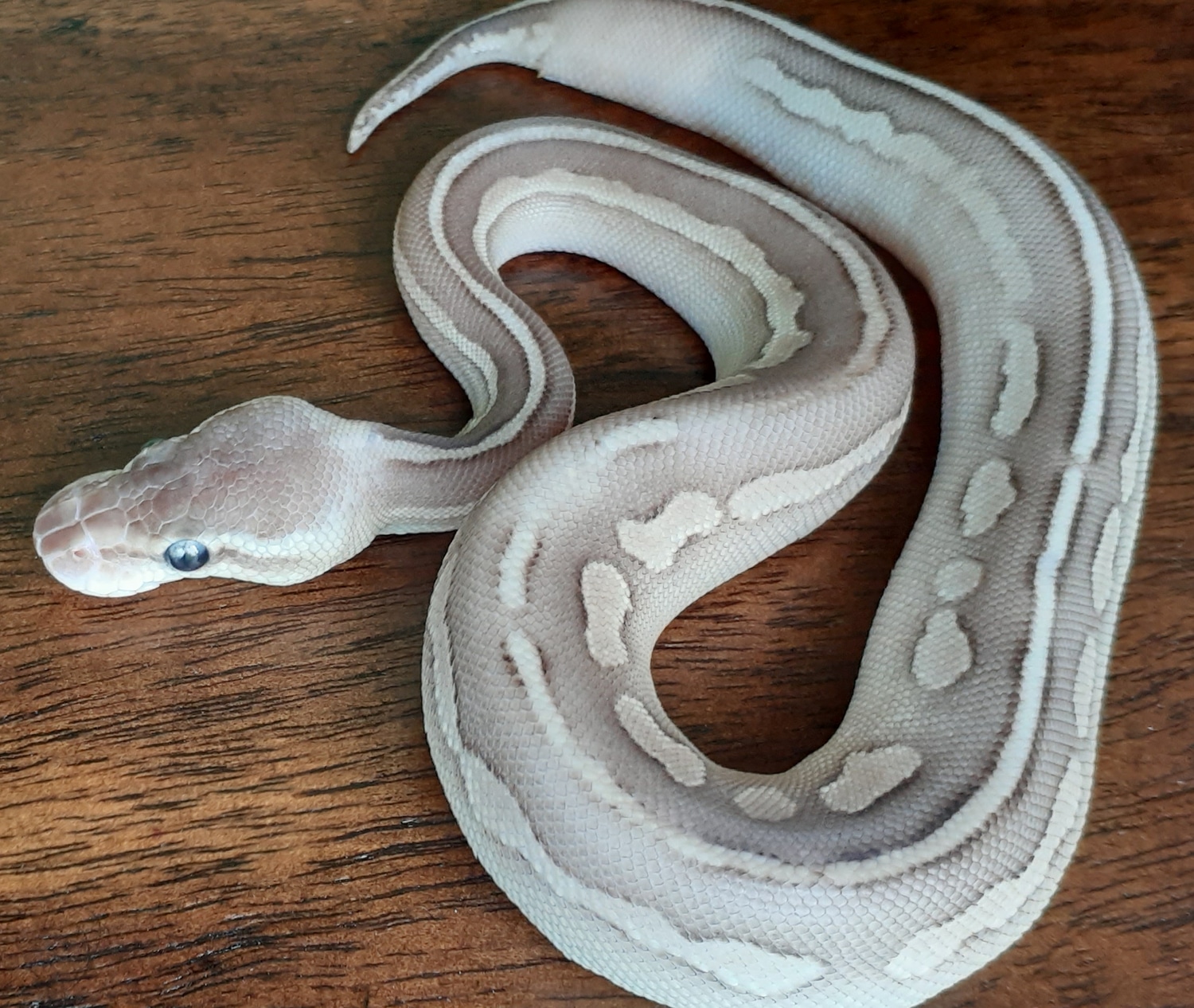 Pewter Butter 100% Genetic Stripe Ball Python by Stutter Bug's Oddities ...