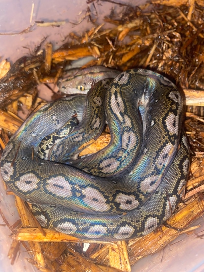 Silver Motley-25%sd Reticulated Python by NoShoulders Reticulated Pythons