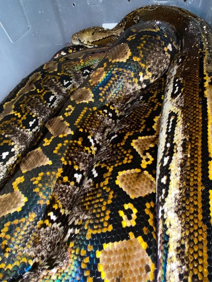 Proven Marble Het Caramel/albino Reticulated Python by NoShoulders ...