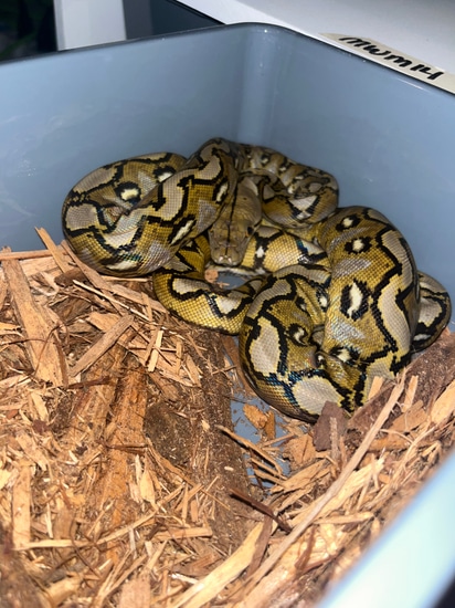 50% Philippine Sunfire Reticulated Python by NoShoulders Reticulated ...