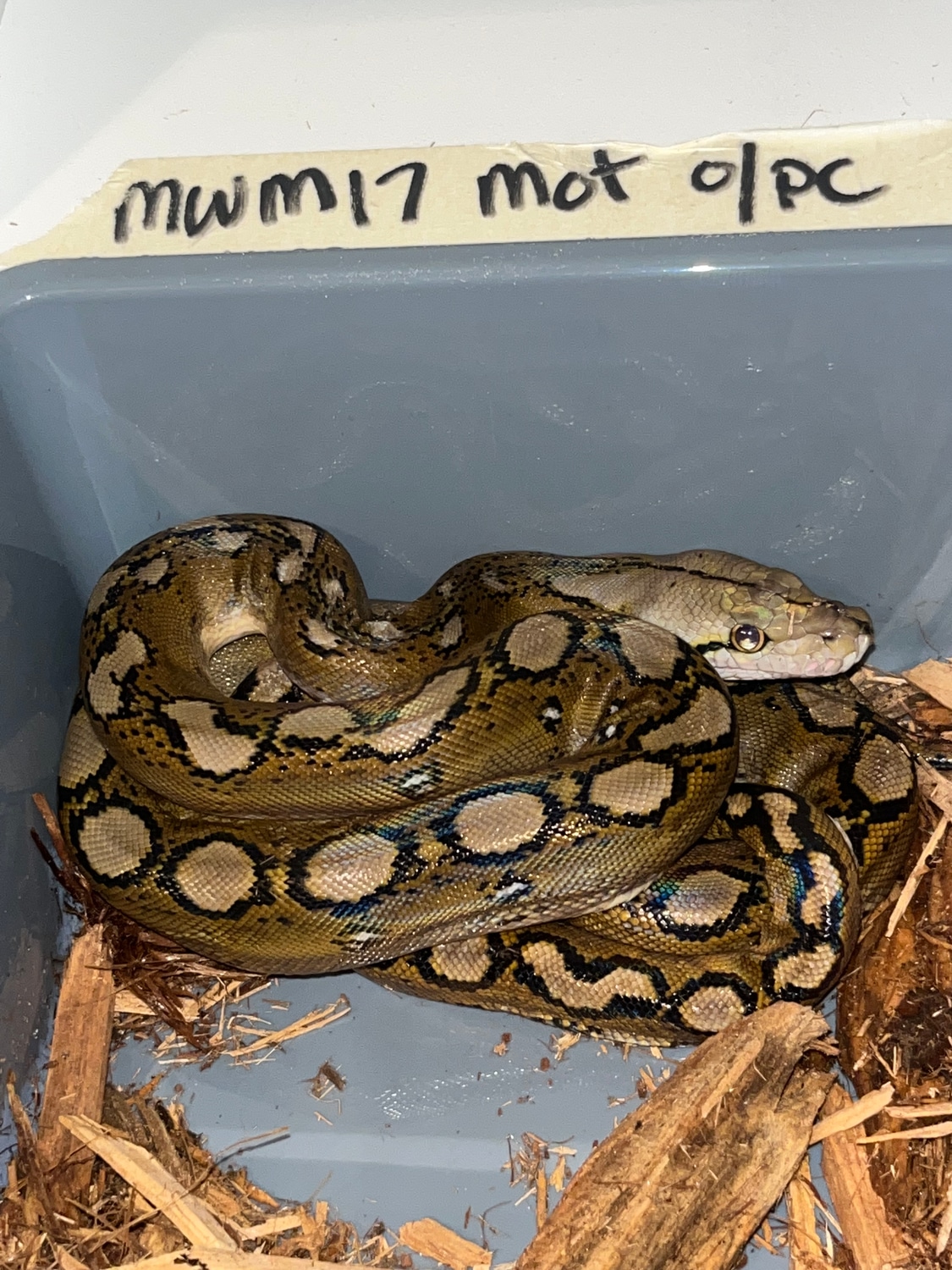 Motley 100% Het Ocelot Pos Purp/clown Reticulated Python by NoShoulders ...