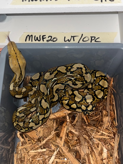 100% Het Ocelot Pos Het Purple/clown Reticulated Python by NoShoulders ...