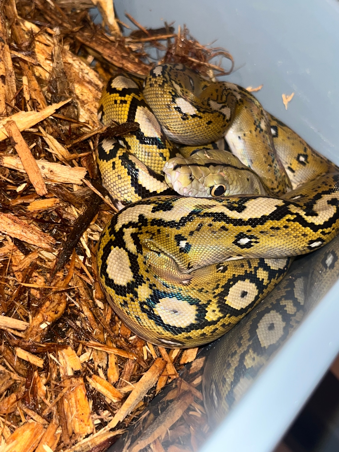 Motley 100% Het Ocelot Pos Het Purp/Clown Reticulated Python by ...