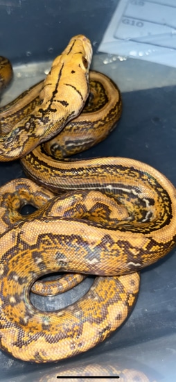 GraniteBack MochaMel Marble Reticulated Python by NoShoulders ...