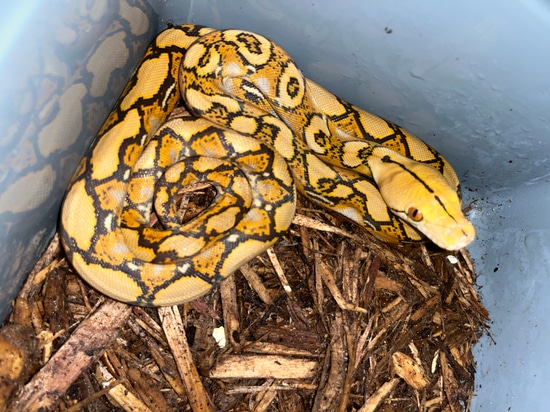 Graniteback Mochino Reticulated Python by NoShoulders Reticulated Pythons