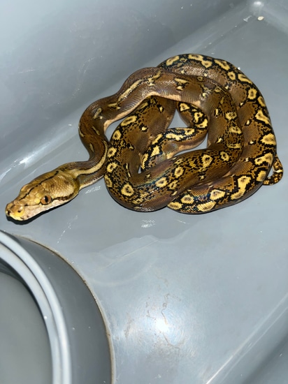 Phantom GraniteBack Het Purple Reticulated Python by NoShoulders ...