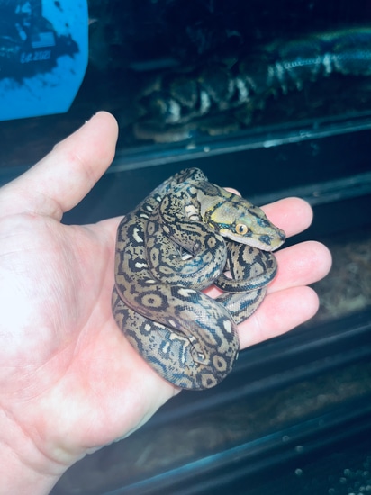 Ocelot Reticulated Python by NoShoulders Reticulated Pythons