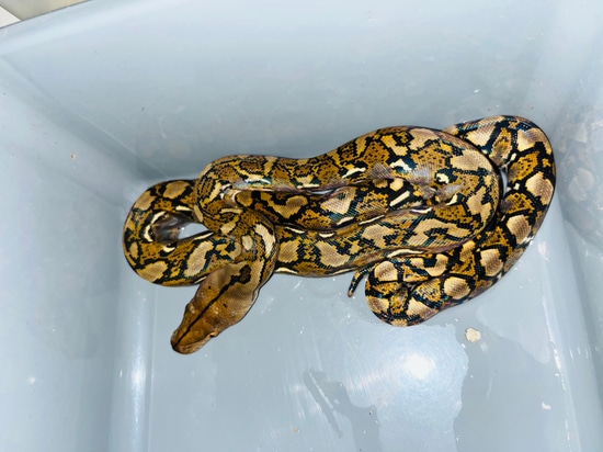 1.1 Het Ocelot Reticulated Python by NoShoulders Reticulated Pythons