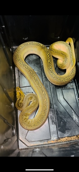 Sunfire Tribal Phantom 50% Phillipine Reticulated Python by NoShoulders ...