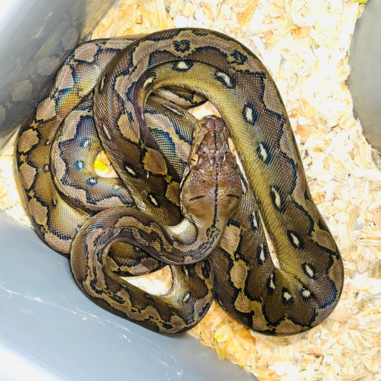 50% Phillipine Sun Marble HOGS Reticulated Python by NoShoulders ...