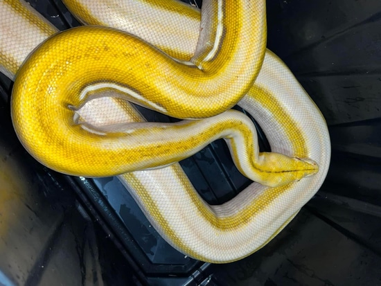 21' Mochino Titanium-stunning Girl Reticulated Python by NoShoulders ...