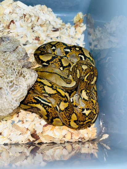 24' 100% Het Ocelots Reticulated Python by NoShoulders Reticulated Pythons