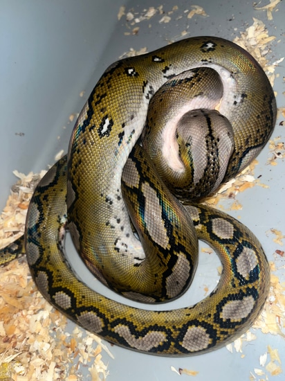 23' Motley 100% Het Ocelot Pos Het Purple Reticulated Python by ...