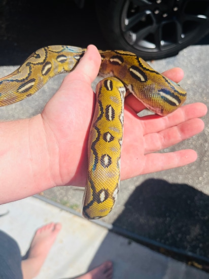 50% Philippine Sunfire Reticulated Python by NoShoulders Reticulated ...