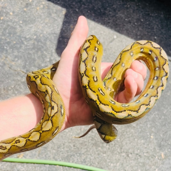 23' 50% Phillipine Sun Marble Reticulated Python by NoShoulders ...