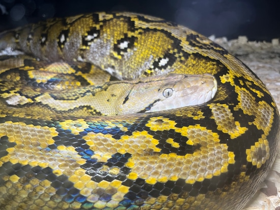 Proven Sunfire Marble Het White Reticulated Python by NoShoulders ...