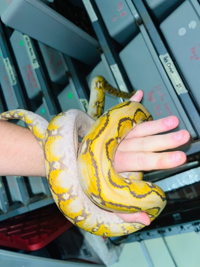 Dwarf OG Het Snow Reticulated Python by NoShoulders Reticulated Pythons