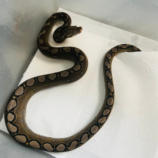 Motley 100% Het Ocelot Pos Het Purple Reticulated Python by NoShoulders ...