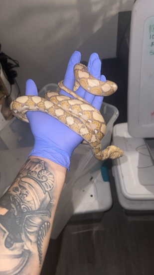 Renick Ghost 66% Het Anthrax Reticulated Python by NoShoulders Reticulated Pythons