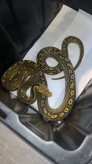 NO RESERVE! Phantom Reticulated Python by NoShoulders Reticulated Pythons