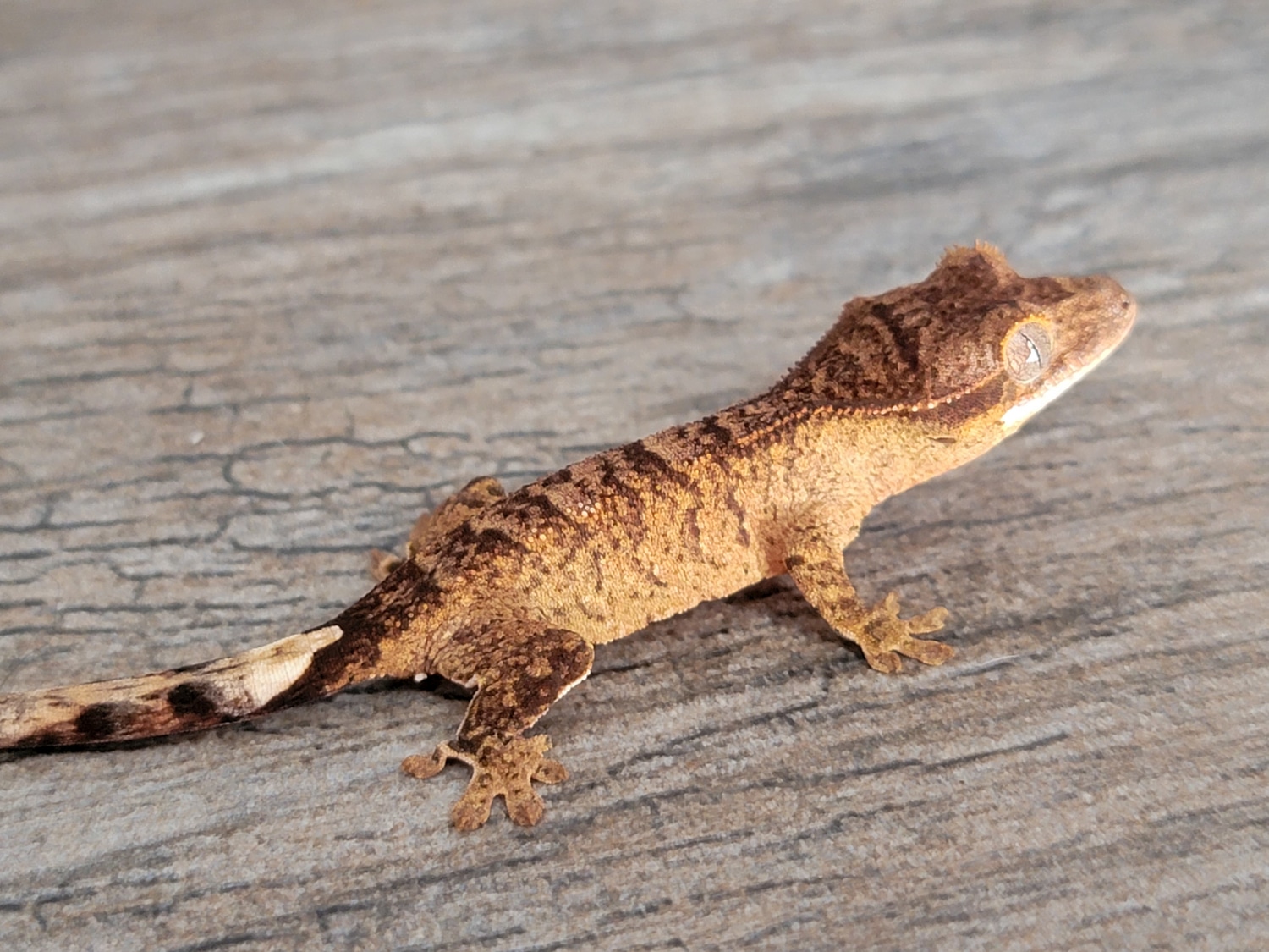 Wood Grain Line Tiger Crested Gecko by Sublime Reptiles - MorphMarket