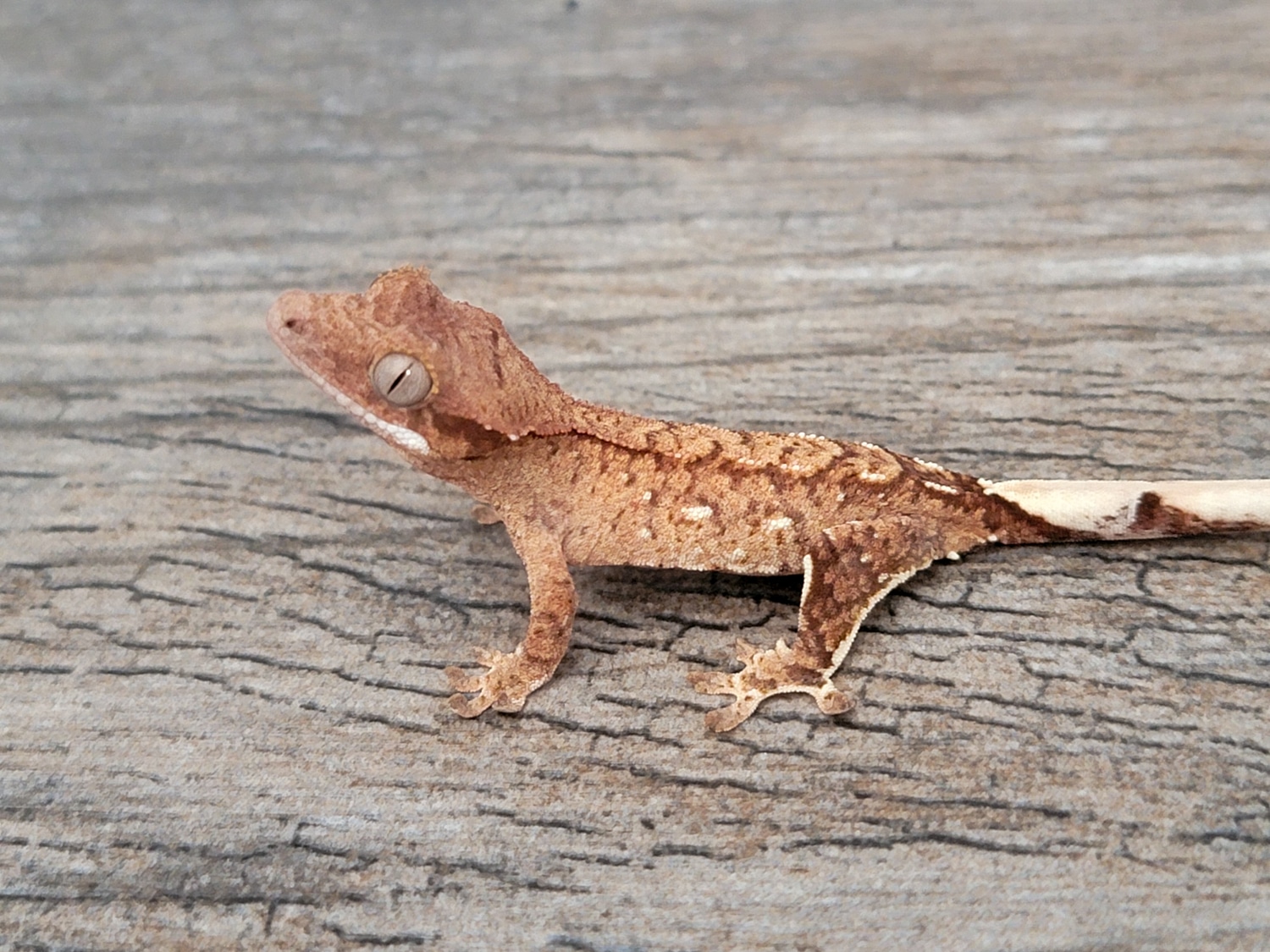 Brindle Crested Gecko by Sublime Reptiles - MorphMarket