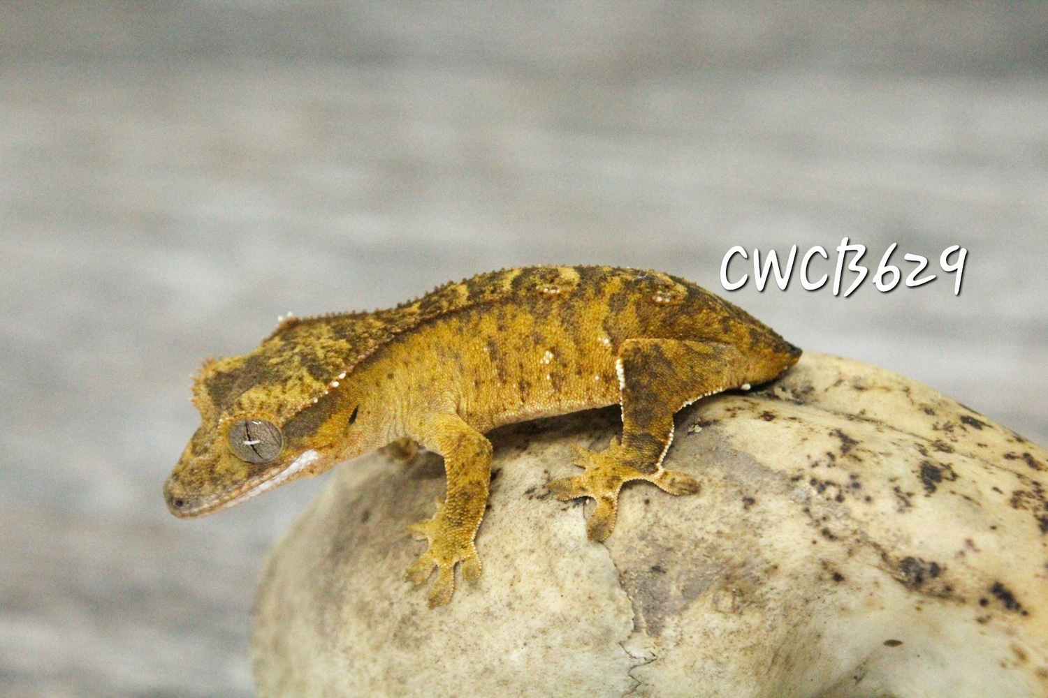 Brindle Crested Gecko by Sublime Reptiles - MorphMarket