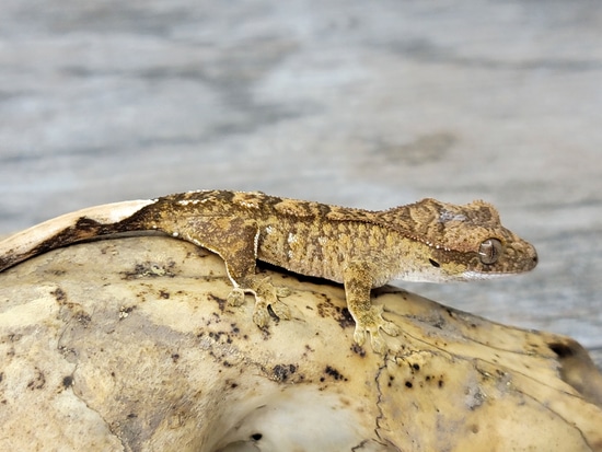 Brindle Crested Gecko by Sublime Reptiles