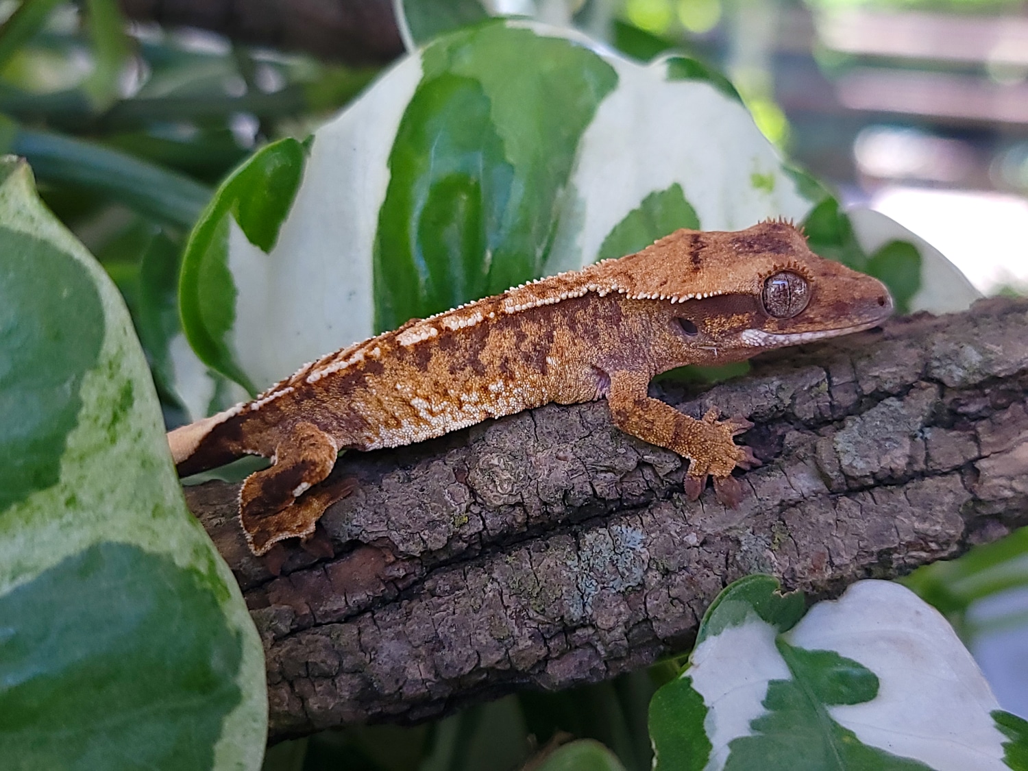Tri Color Crested Gecko by Sublime Reptiles - MorphMarket