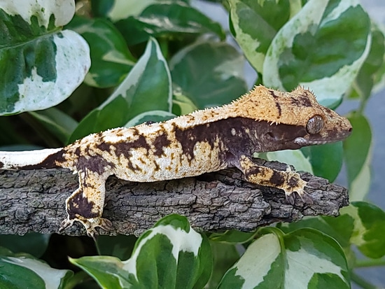 Pretty Little Female Crested Gecko by Sublime Reptiles