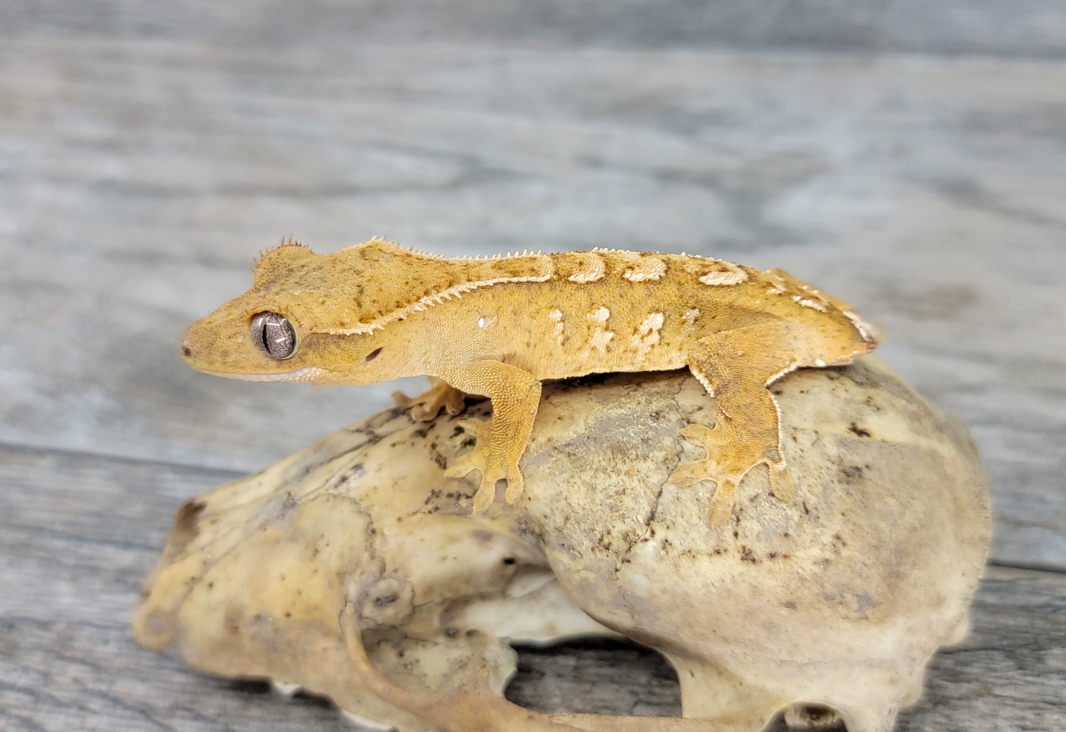 No Pores Crested Gecko by Sublime Reptiles - MorphMarket