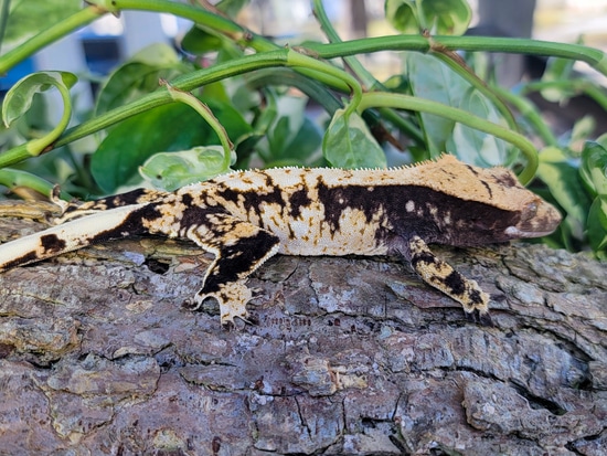 Little Black Dress Crested Gecko by Sublime Reptiles