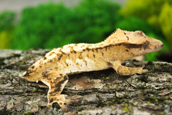 Yellow Harlequin Crested Gecko by Sublime Reptiles