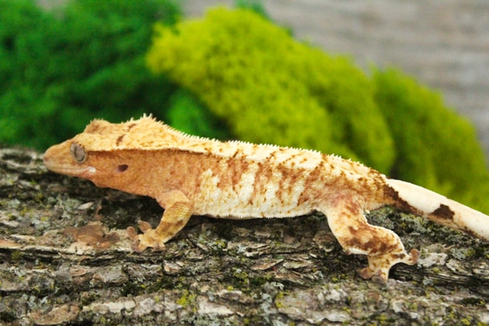 Life's A Peach Crested Gecko by Sublime Reptiles
