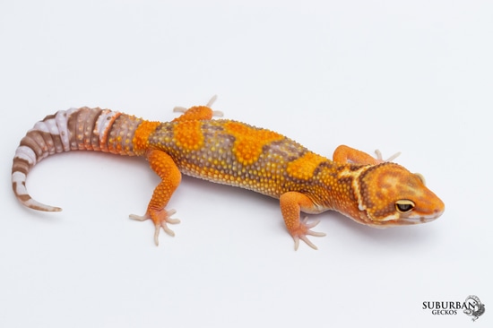 Firewater Leopard Gecko by Suburban Geckos LLC