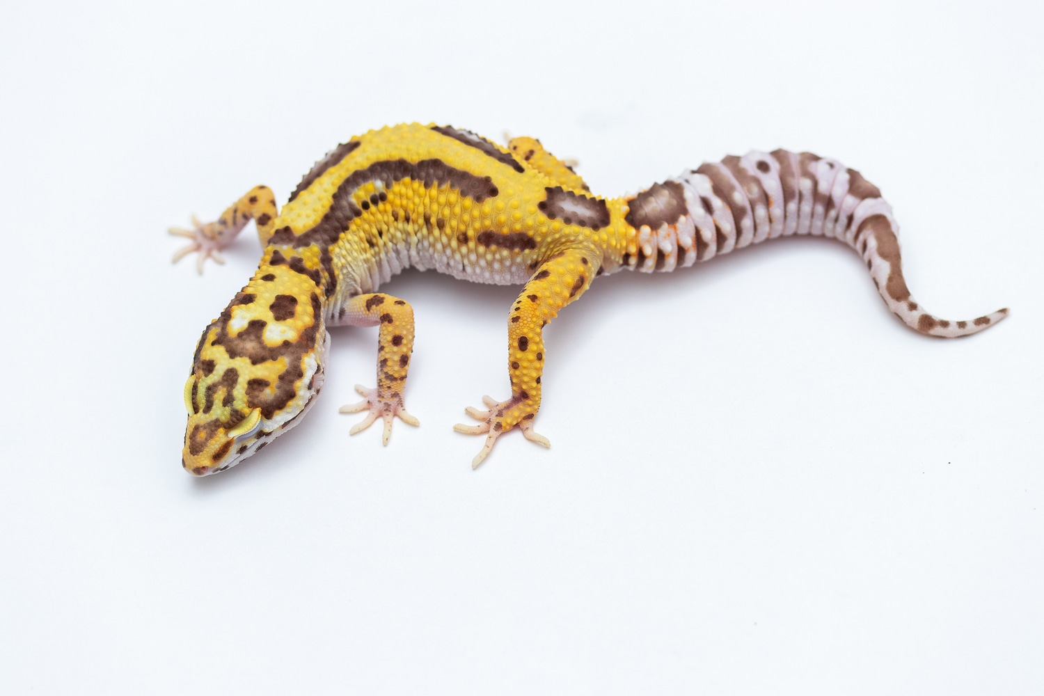 Mack Snow Bell Albino Leopard Gecko by Suburban Geckos - MorphMarket