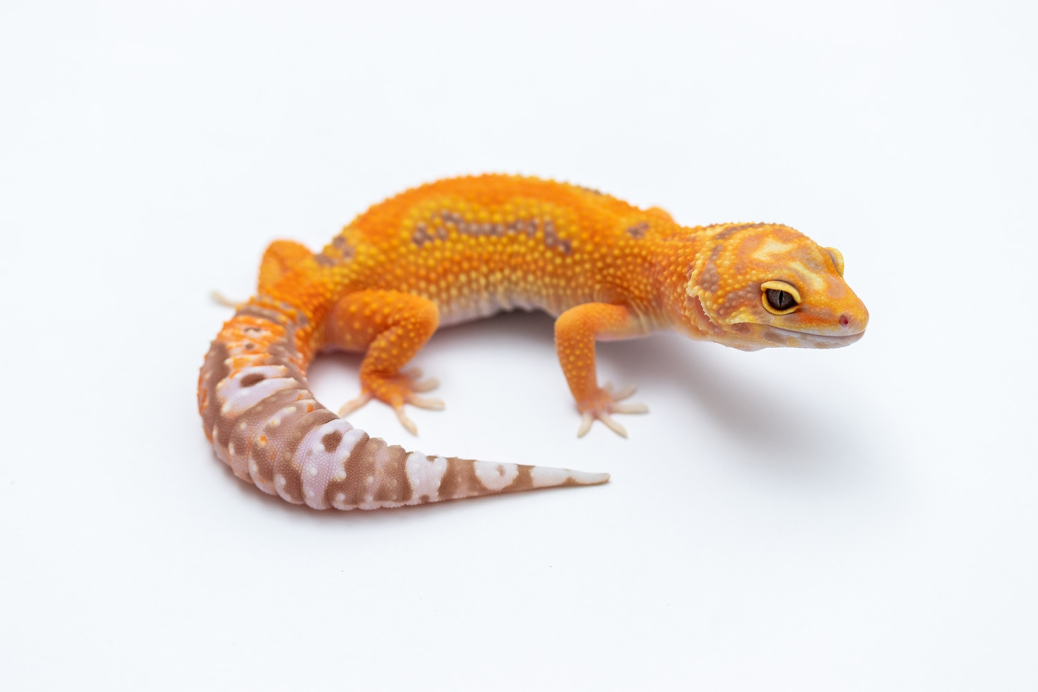 Firewater Leopard Gecko by Suburban Geckos - MorphMarket