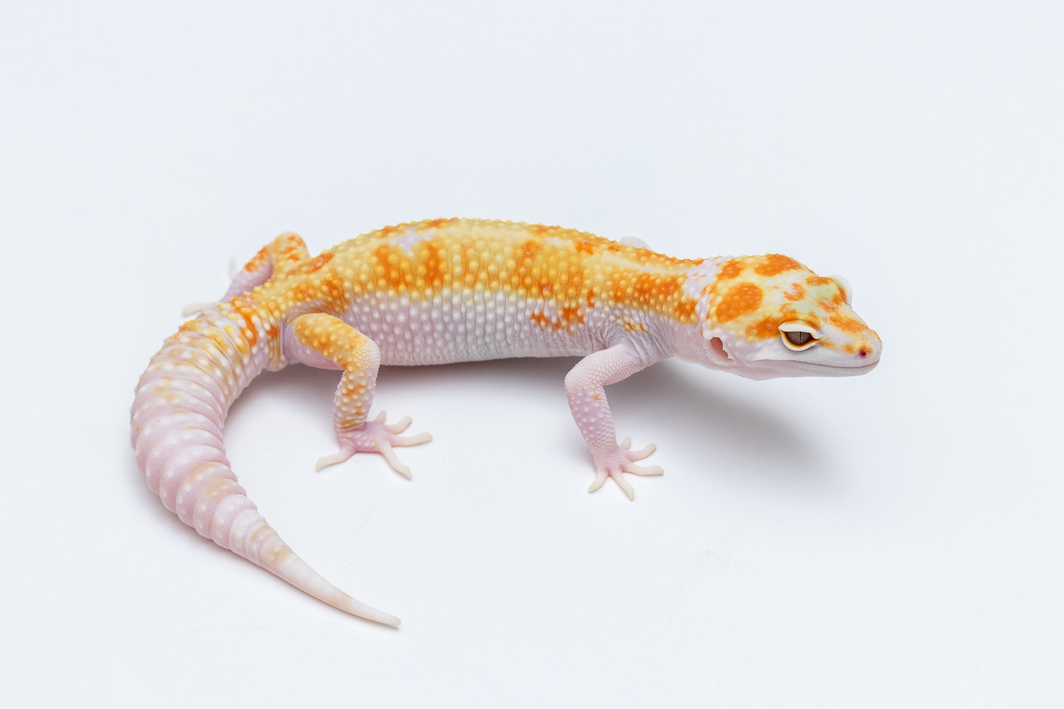 White And Yellow Tremper Albino Leopard Gecko by Suburban Geckos ...