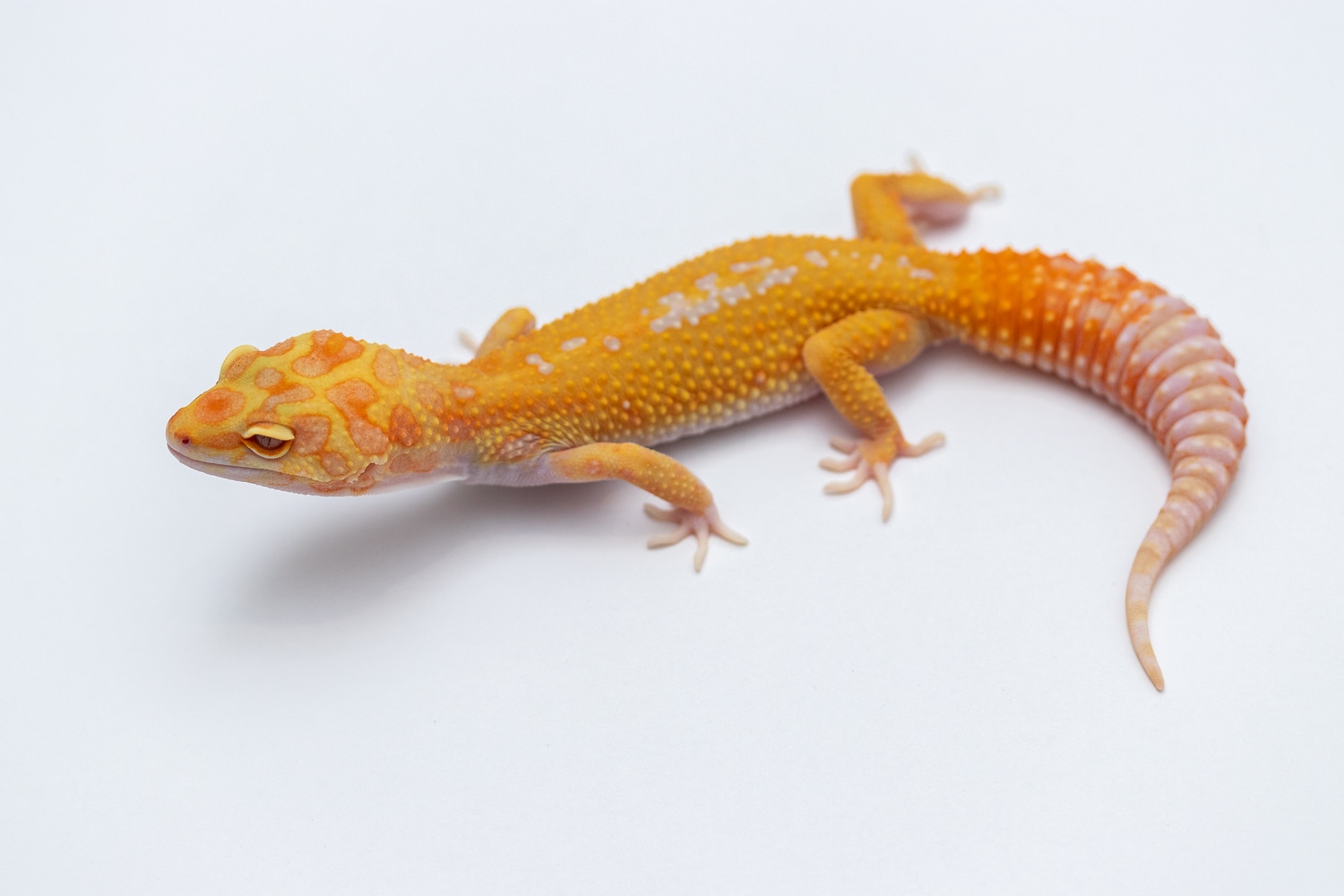 Atomic G Tremper Albino Leopard Gecko by Suburban Geckos - MorphMarket