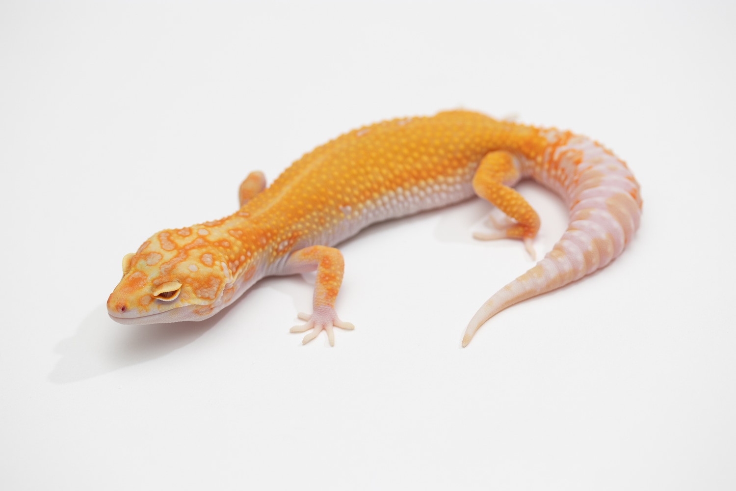Atomic G Tremper Albino Leopard Gecko by Suburban Geckos - MorphMarket