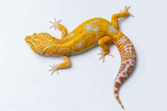 Atomic G Tremper Albino Leopard Gecko by Suburban Geckos LLC