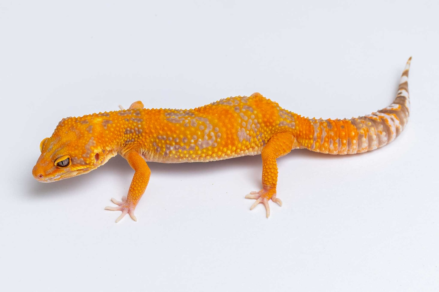 Firewater Leopard Gecko by Suburban Geckos - MorphMarket
