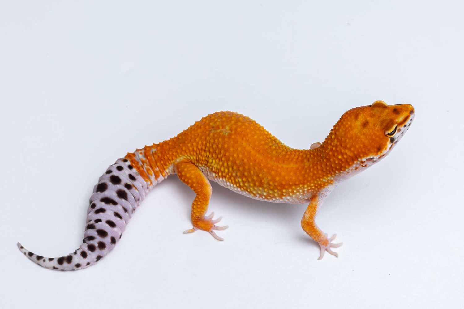 Atomic Electric Tangerine Leopard Gecko by Suburban Geckos - MorphMarket