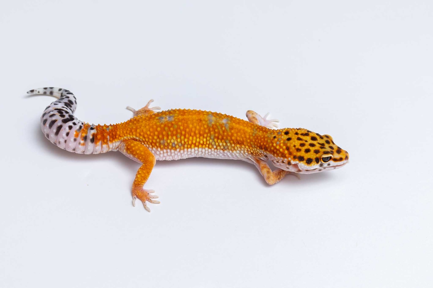 Atomic Electric Tangerine Leopard Gecko by Suburban Geckos - MorphMarket